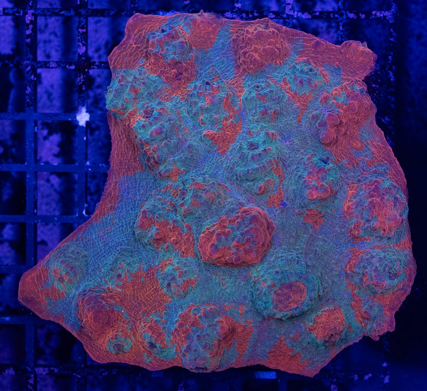 Forest Fire Chalice — Ocean Reefs Marine Aquariums