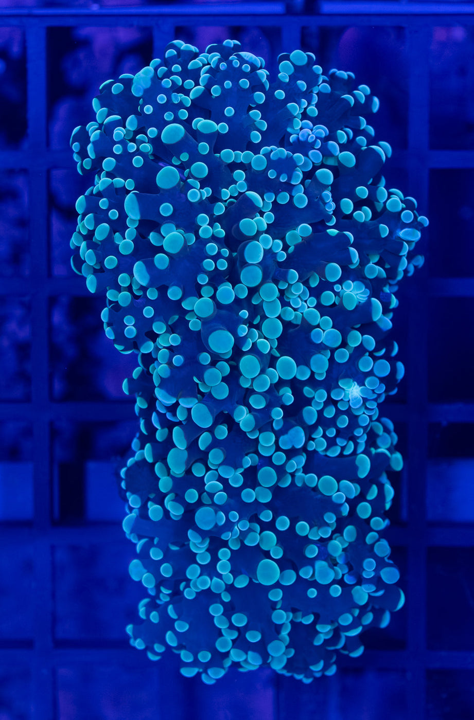 Green Frogspawn — Ocean Reefs Marine Aquariums