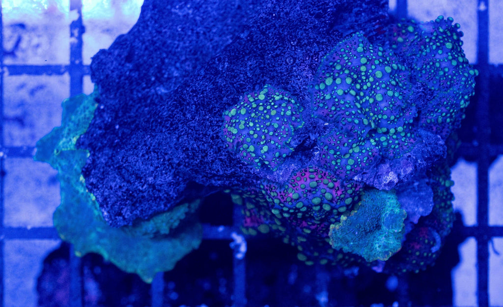 Morphs — Ocean Reefs Marine Aquariums