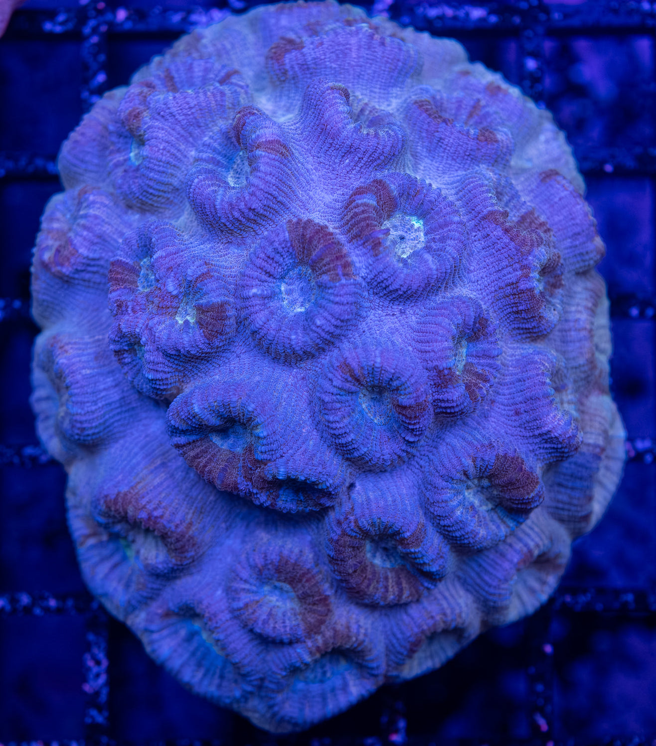 Barabottoia — Ocean Reefs Marine Aquariums