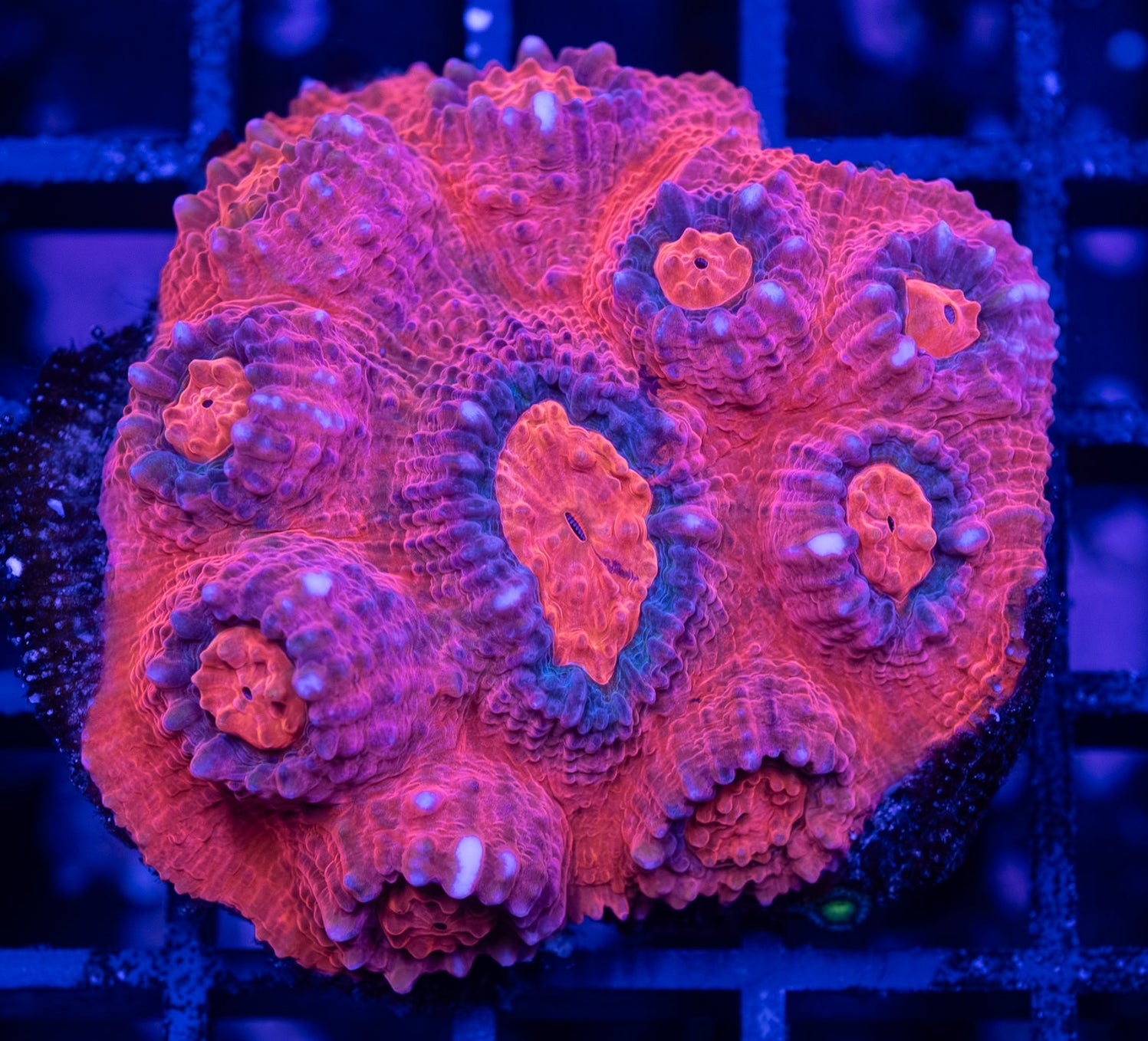 QLD Red Eye Chalice — Ocean Reefs Marine Aquariums