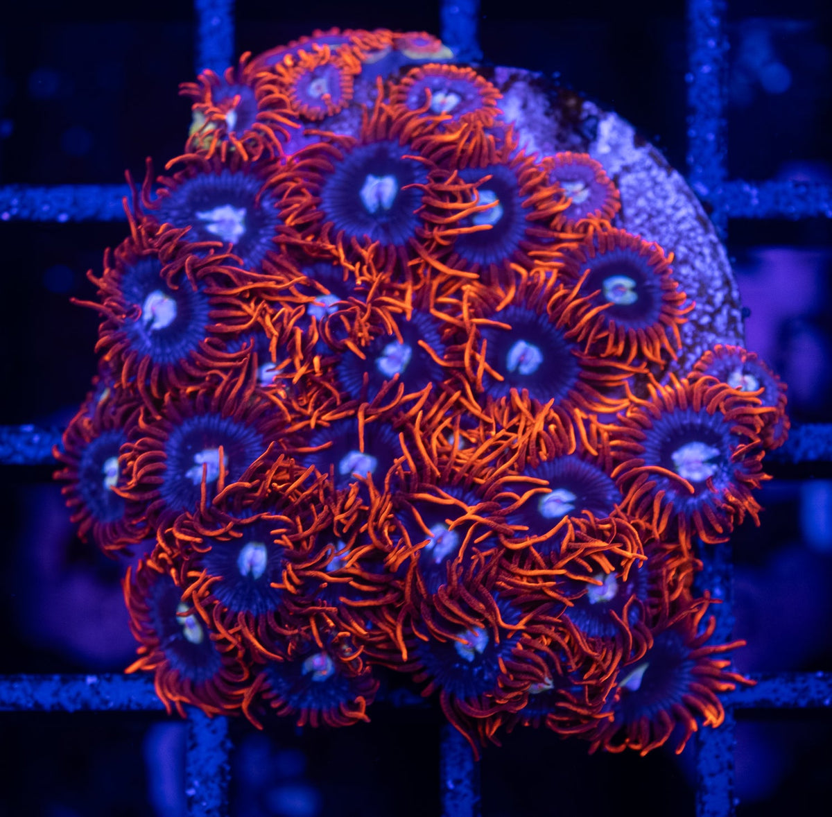 Fire and Ice Zoas — Ocean Reefs Marine Aquariums