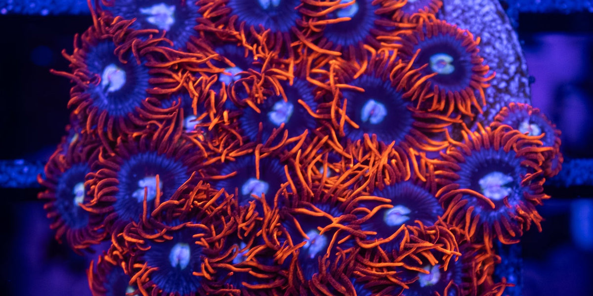 Fire and Ice Zoas — Ocean Reefs Marine Aquariums