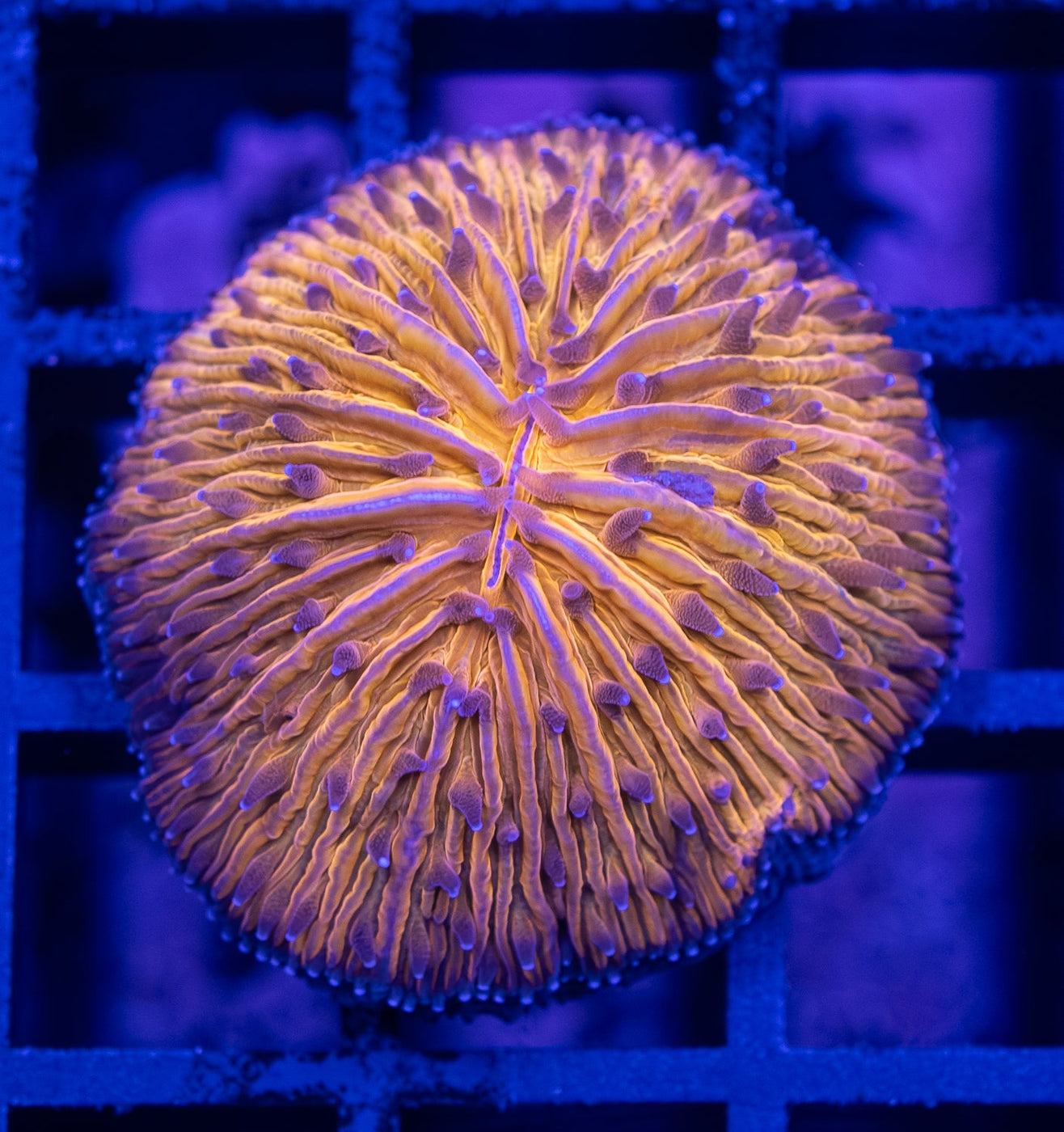 Orange Sand Dome Fungia — Ocean Reefs Marine Aquariums