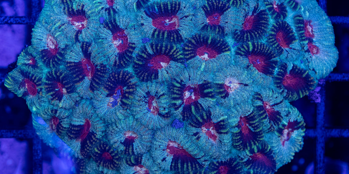 Red Eye Favia — Ocean Reefs Marine Aquariums