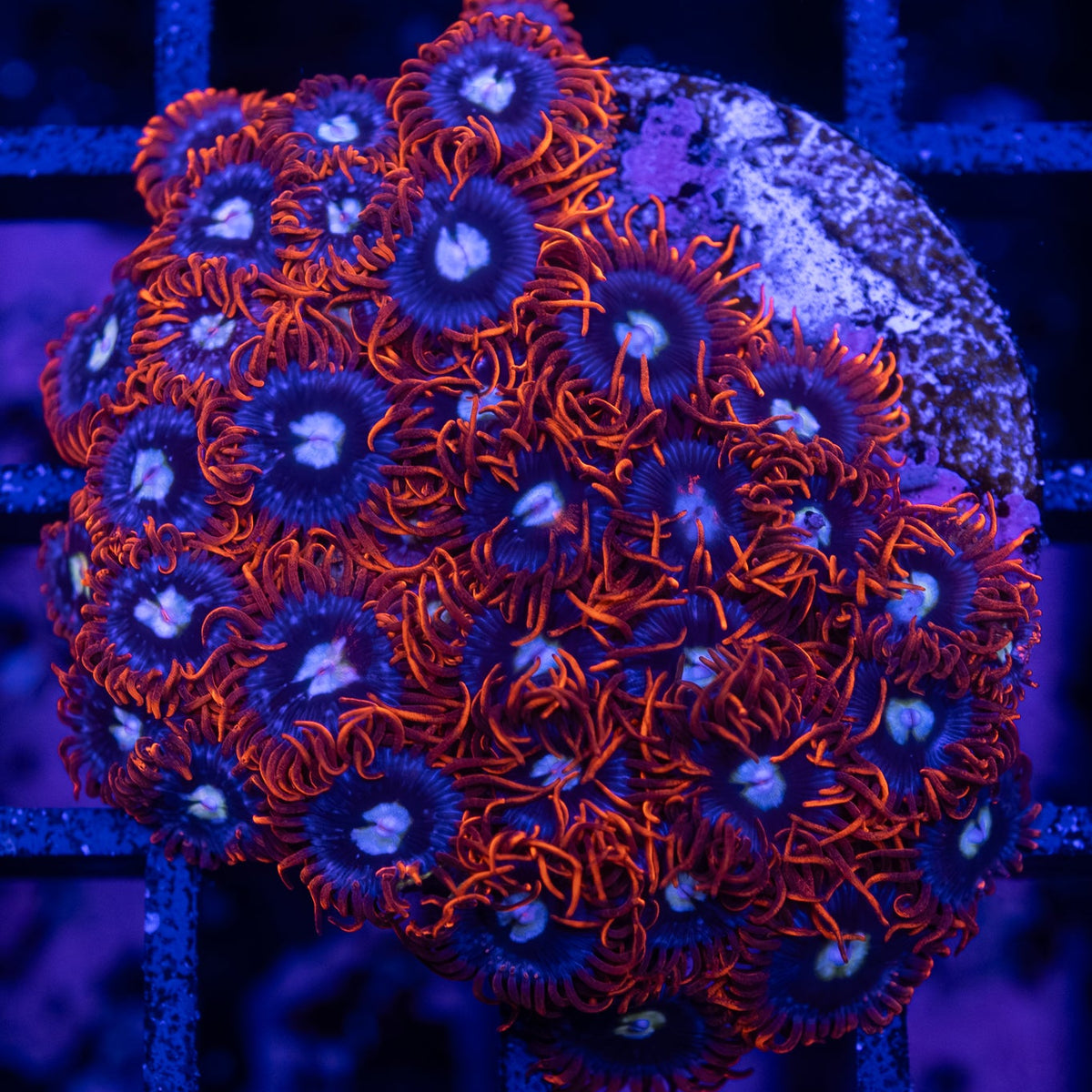 Fire and Ice Zoas — Ocean Reefs Marine Aquariums