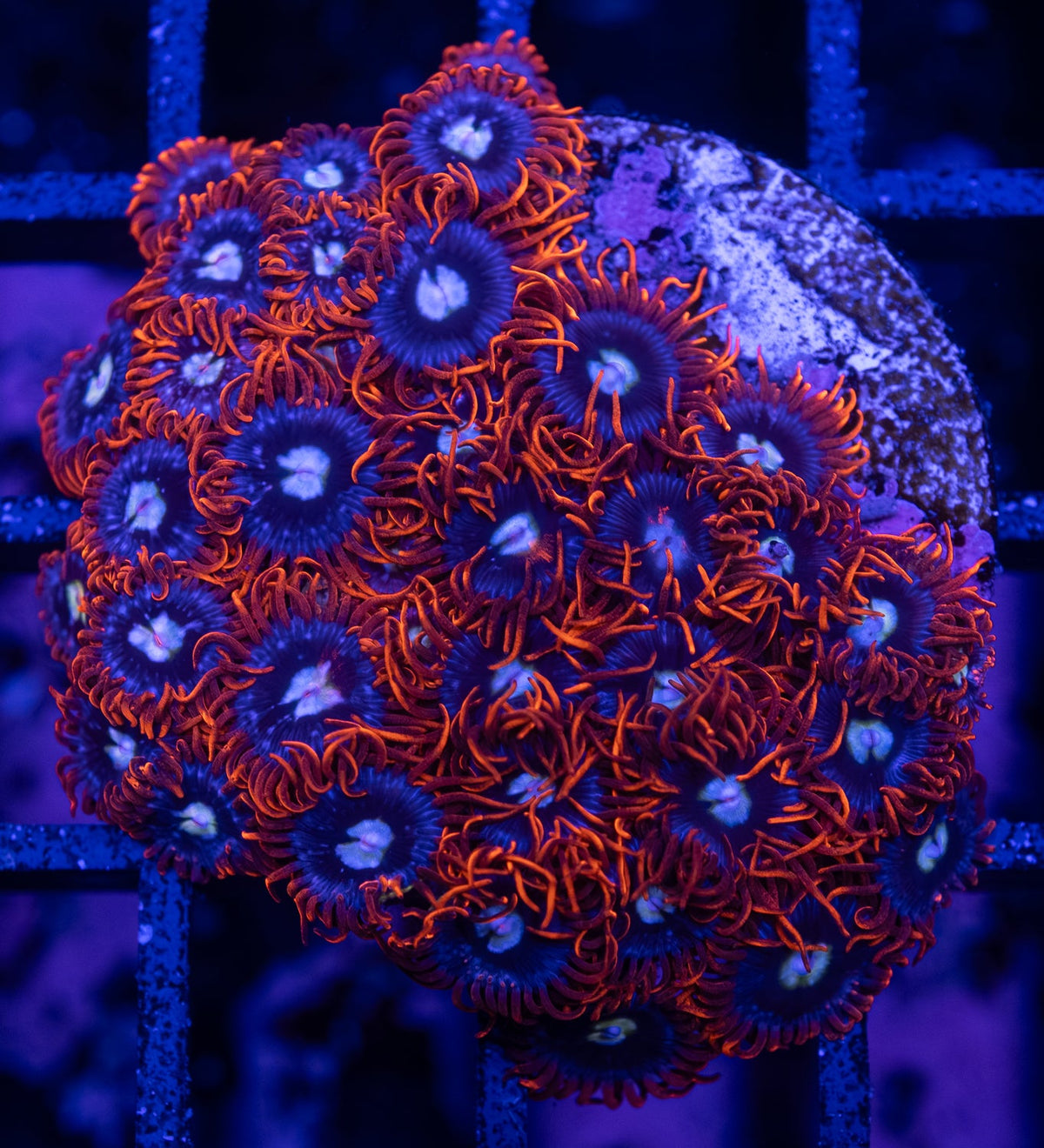Fire and Ice Zoas — Ocean Reefs Marine Aquariums