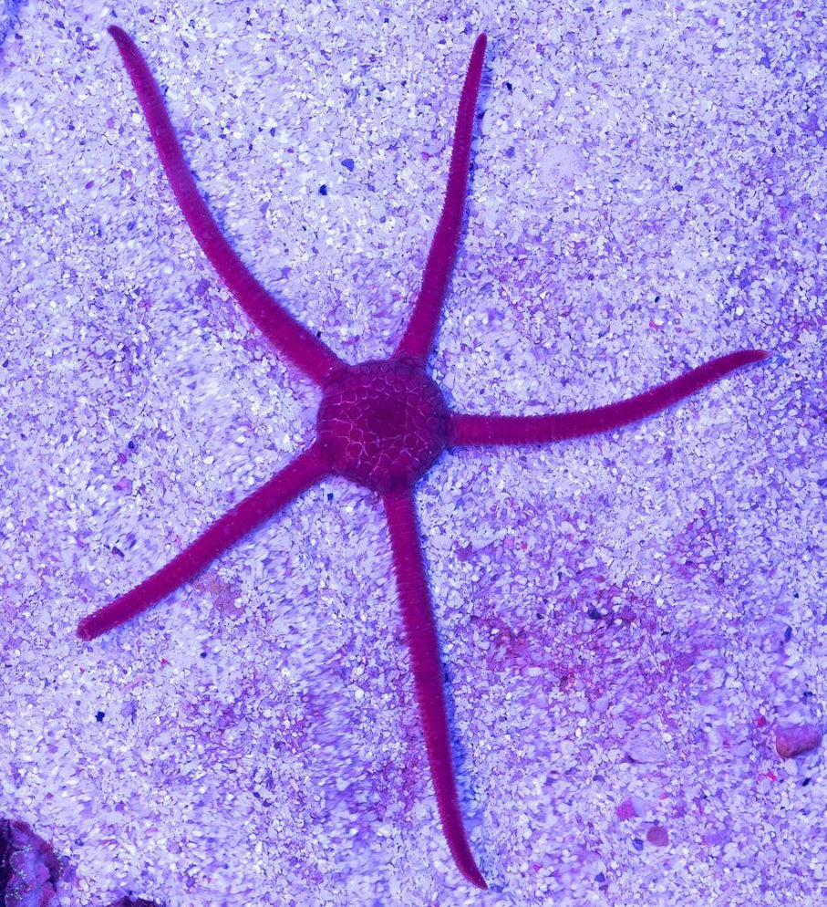 Brittle Starfish | Ocean Reefs Marine Aquariums