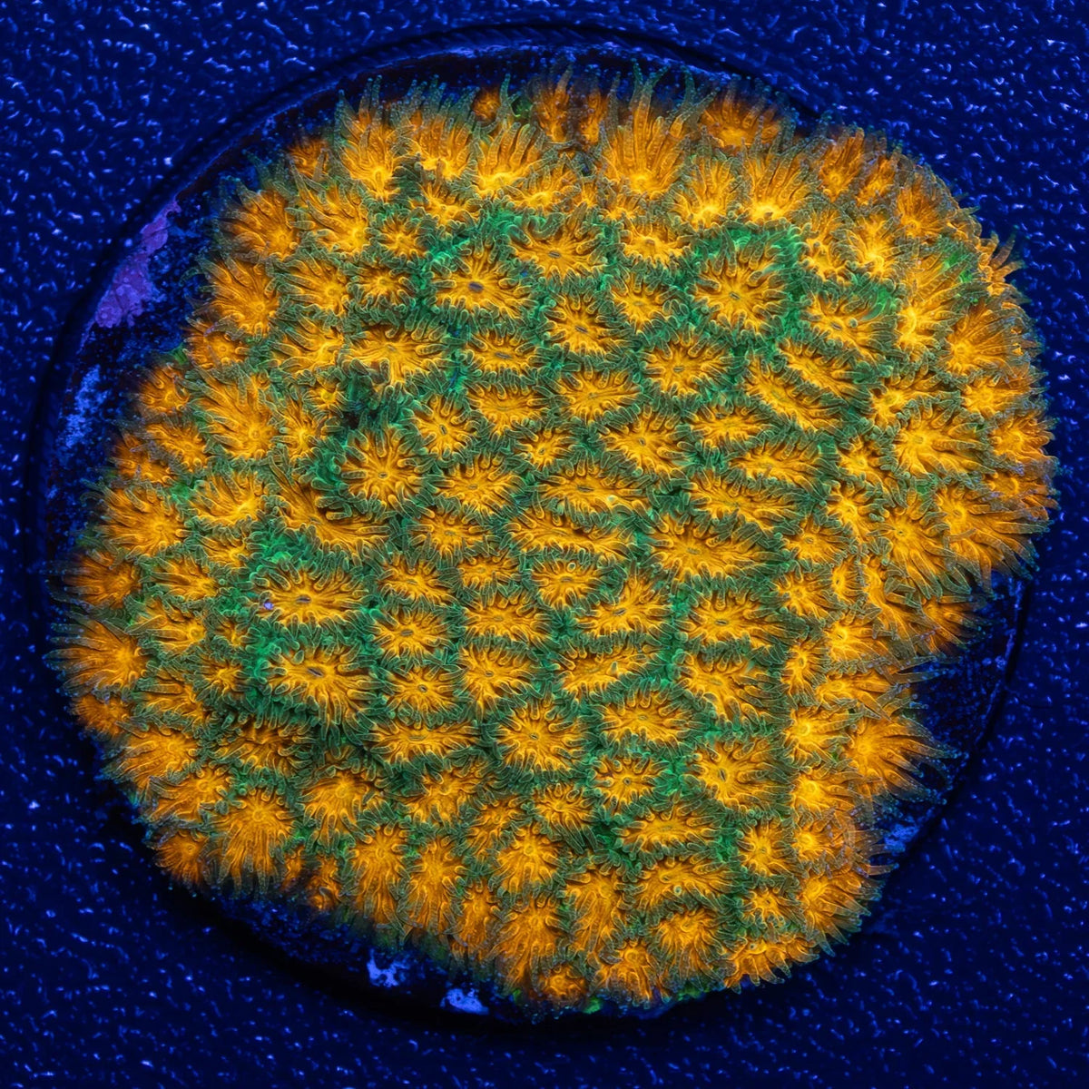 John Deere Leptastrea — Ocean Reefs Marine Aquariums
