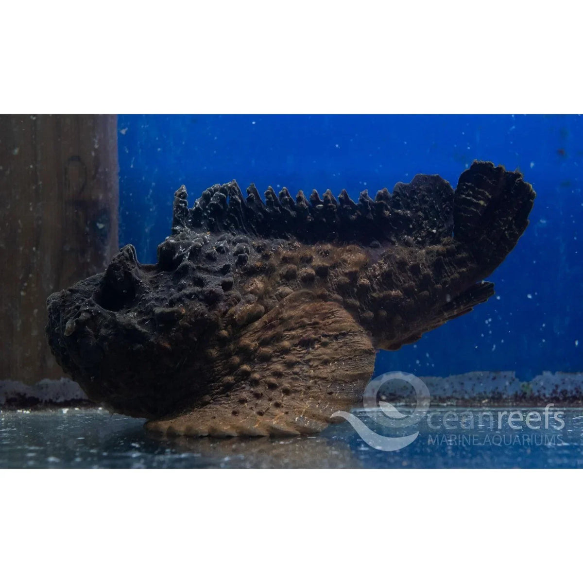 Estaurine Stonefish | Ocean Reefs Marine Aquariums